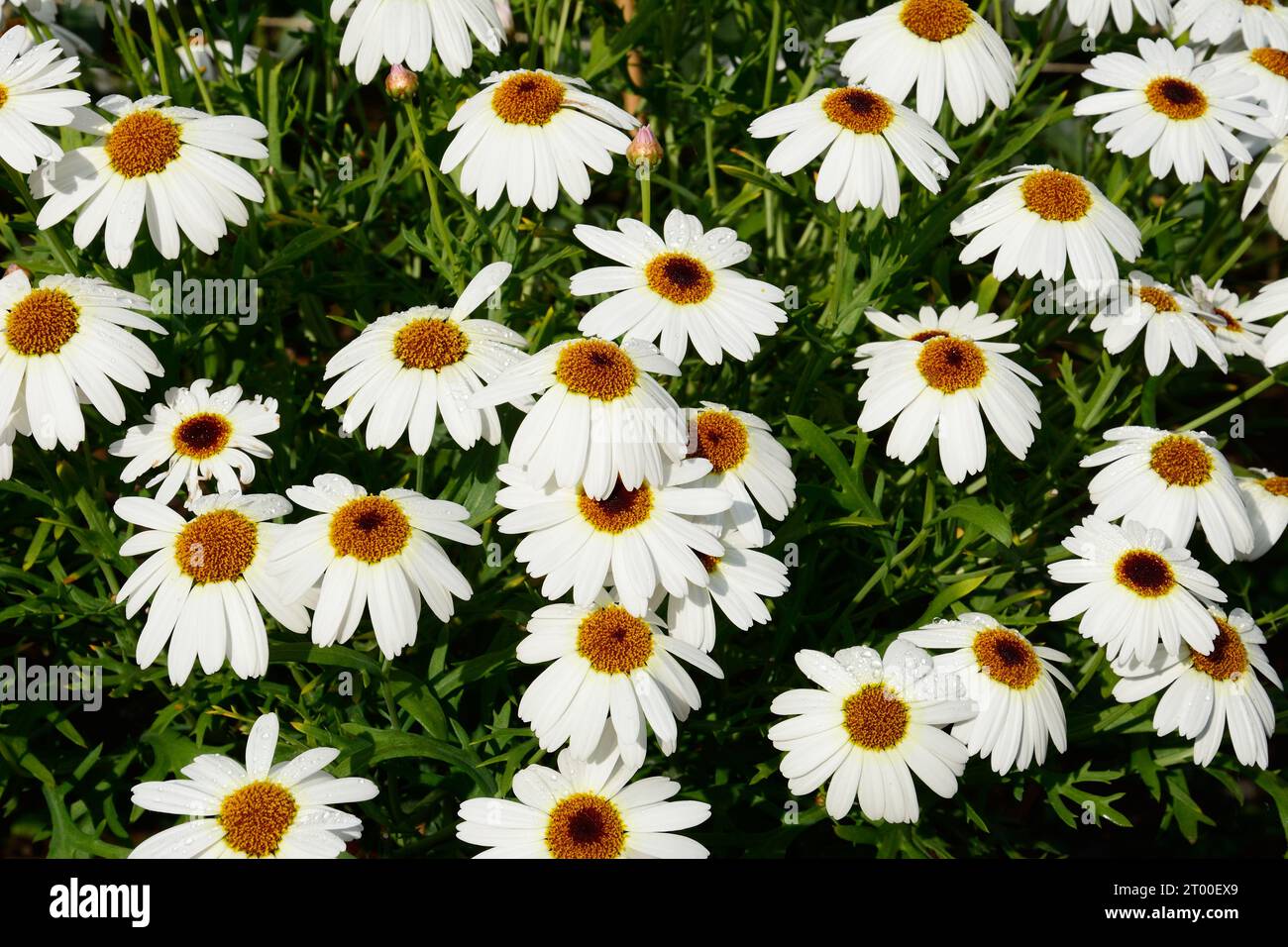 White Marguerite daisy bush in full bloom (Argyranthemum), Somerset, UK ...