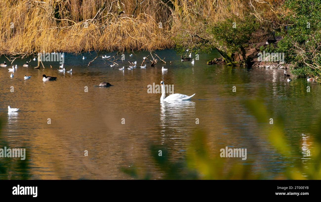 West Park Wolverhampton. Spring in England. Birds in the natural ...