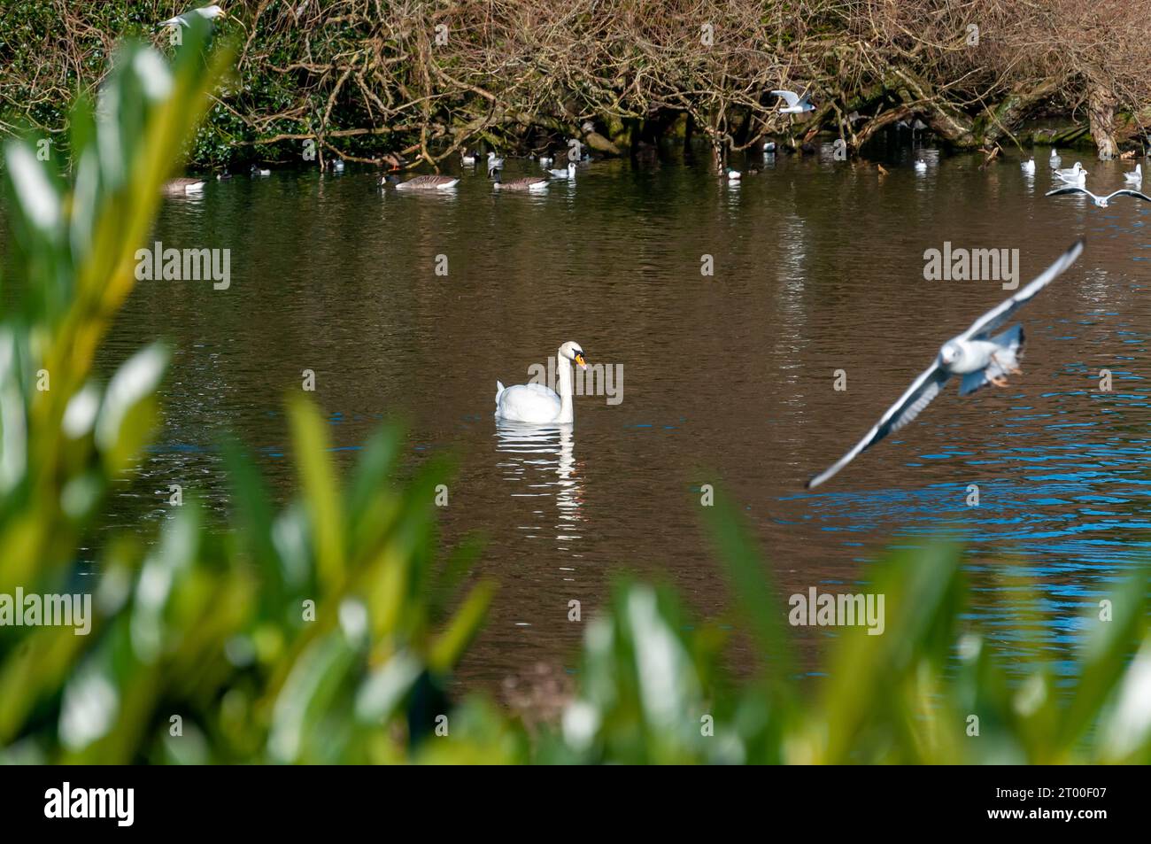 West Park Wolverhampton. Spring in England. Birds in the natural ...