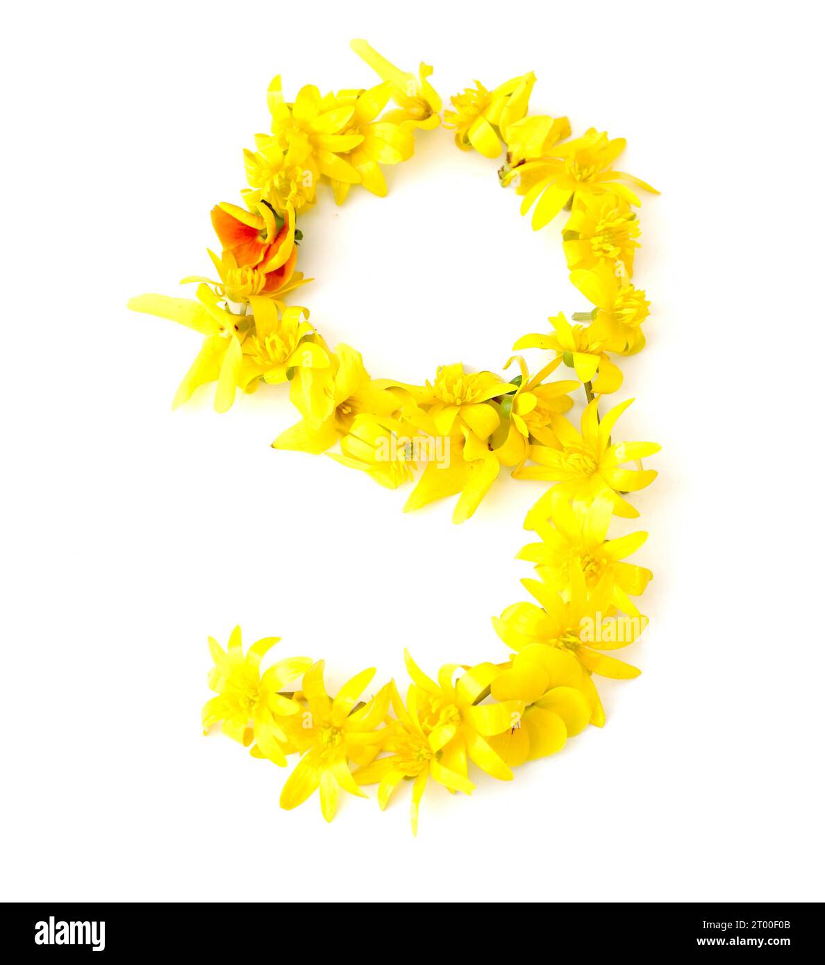 number made from freshly picked yellow, orange, flowers. isolated on ...