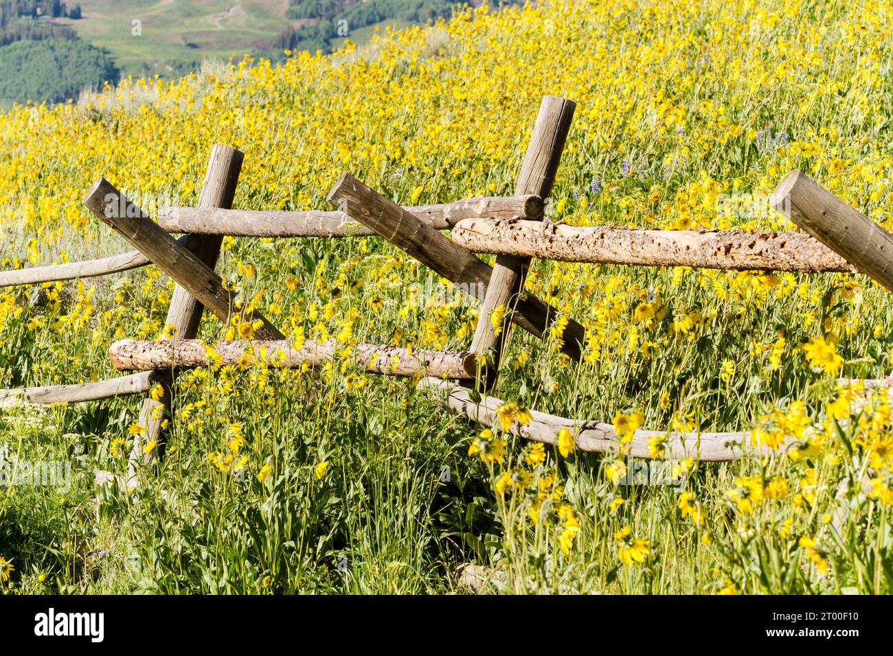 Aspen wildflowers hi-res stock photography and images - Alamy