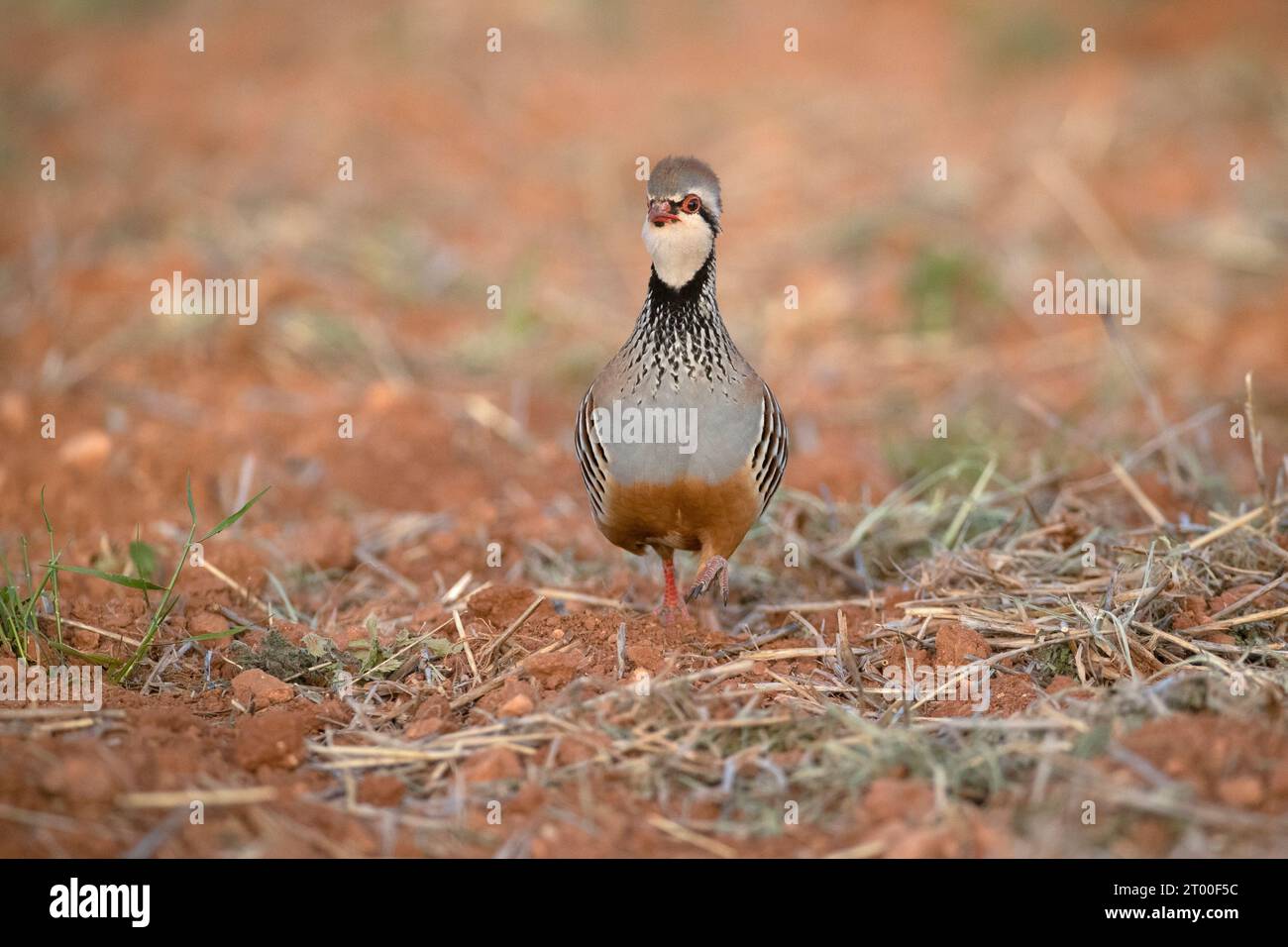 Red legged partridge male in an uncultivated agricultural field with ...