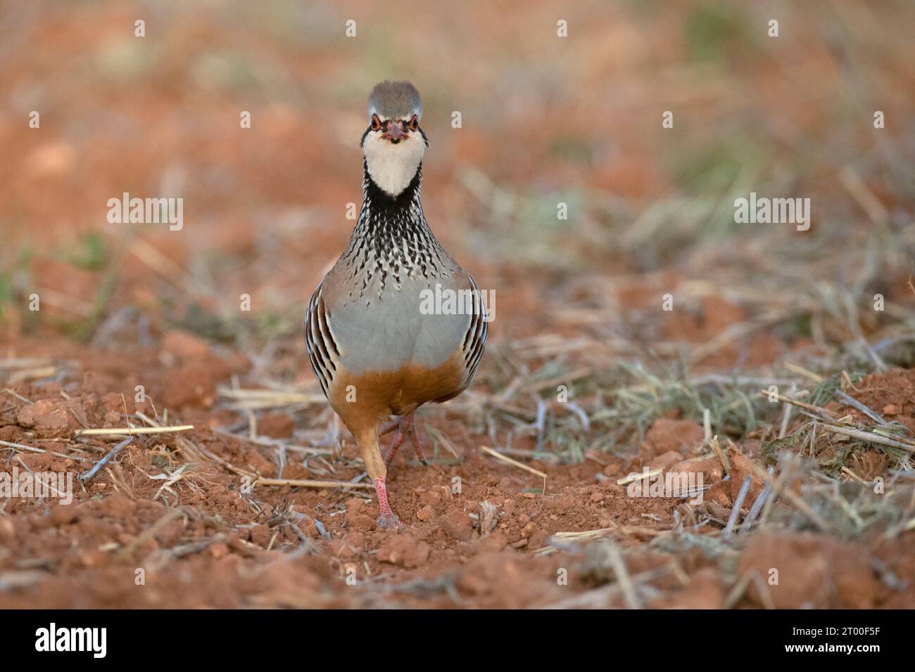 Red legged partridge male in an uncultivated agricultural field with ...