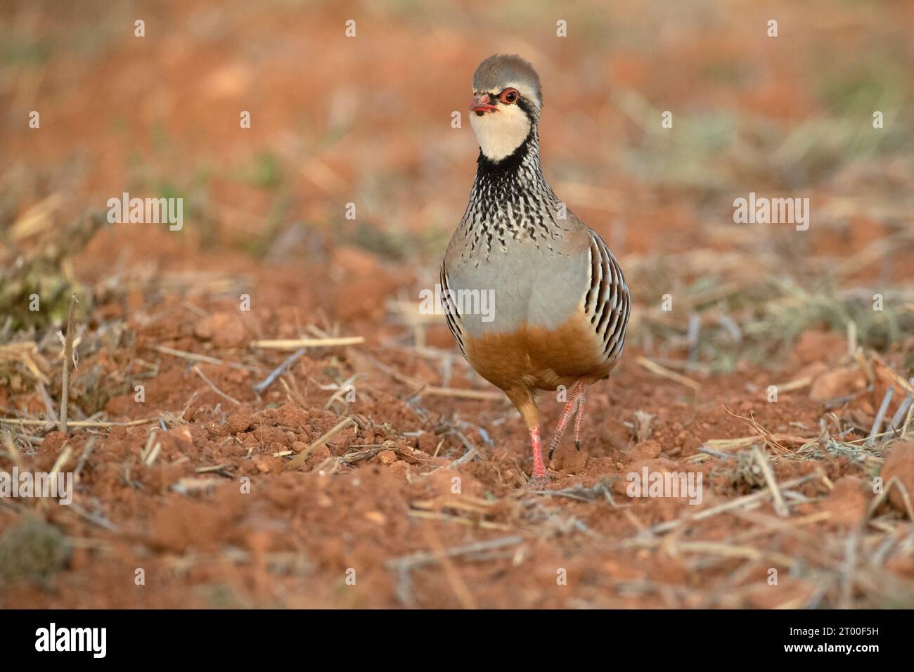 Red legged partridge male in an uncultivated agricultural field with ...