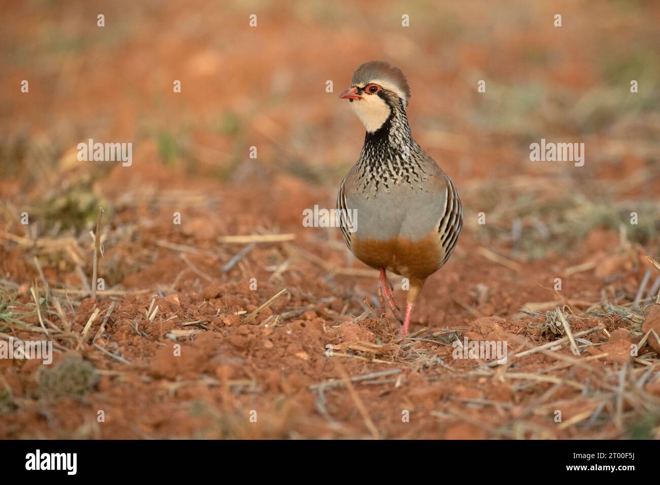 Red legged partridge male in an uncultivated agricultural field with ...