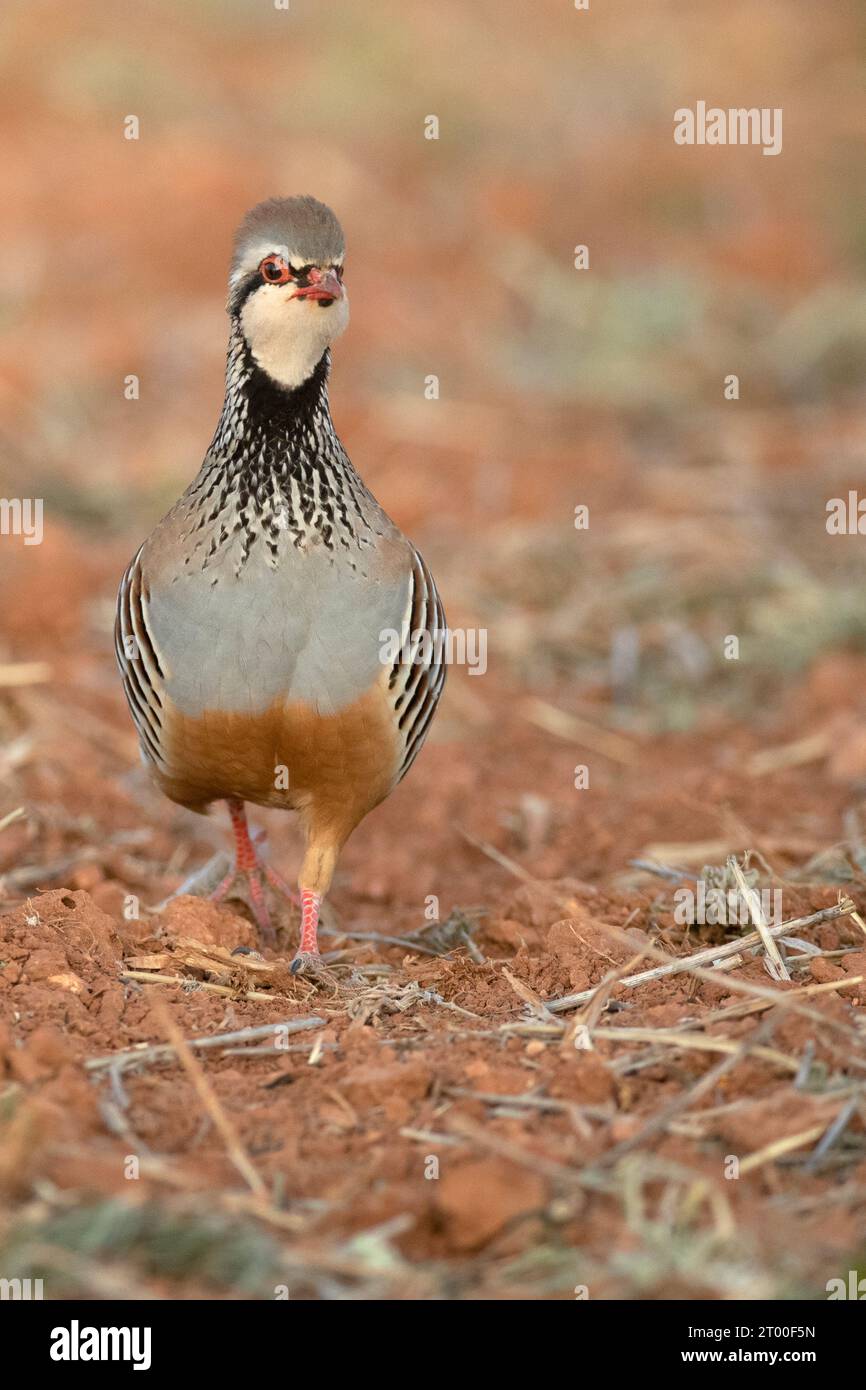 Red legged partridge male in an uncultivated agricultural field with ...