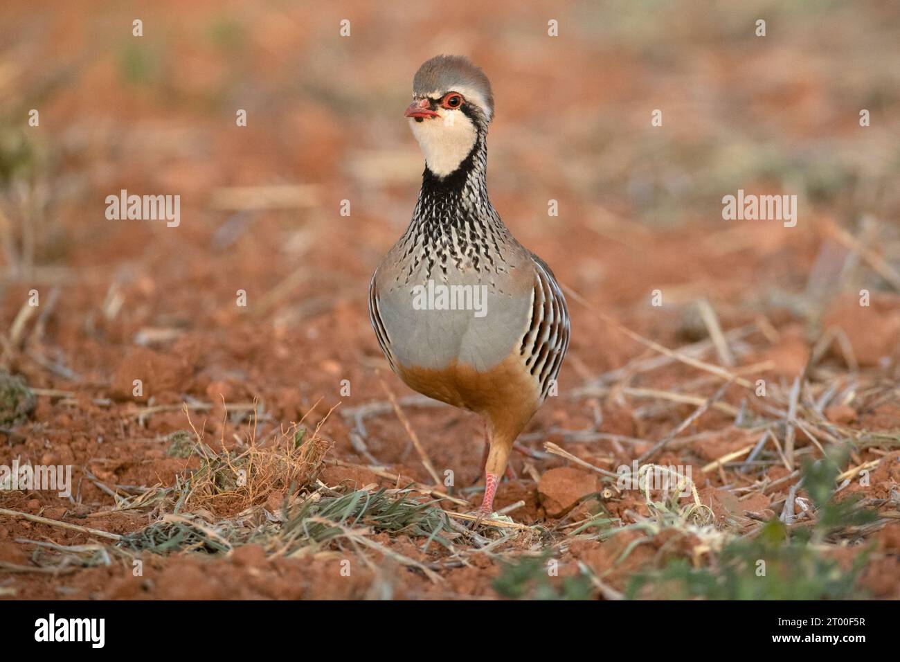 Red legged partridge male in an uncultivated agricultural field with ...