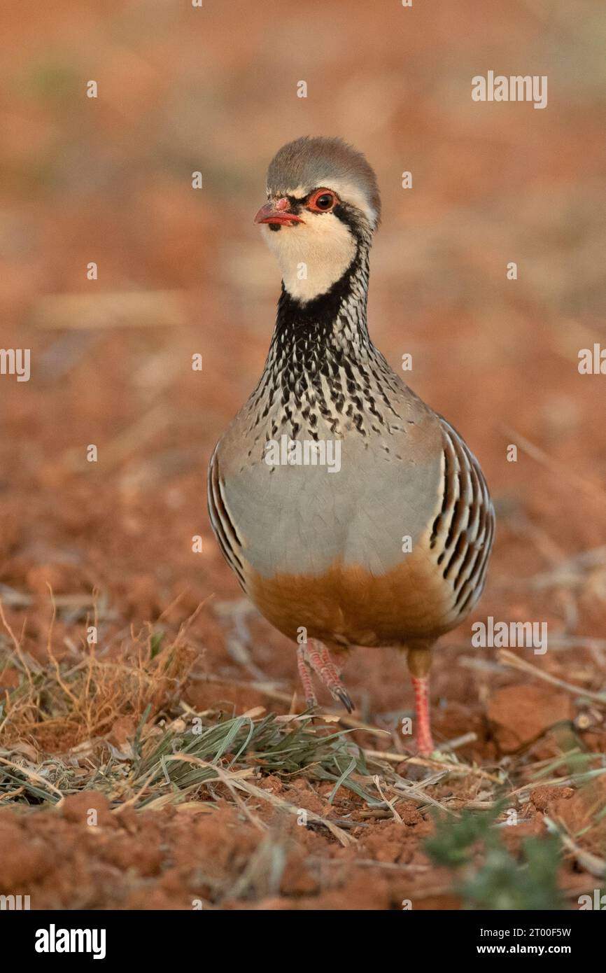 Red legged partridge male in an uncultivated agricultural field with ...