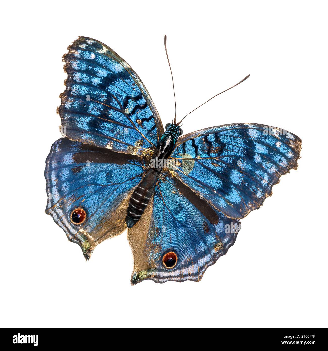 Butterfly isolated on white background. Junonia rhadama Stock Photo - Alamy