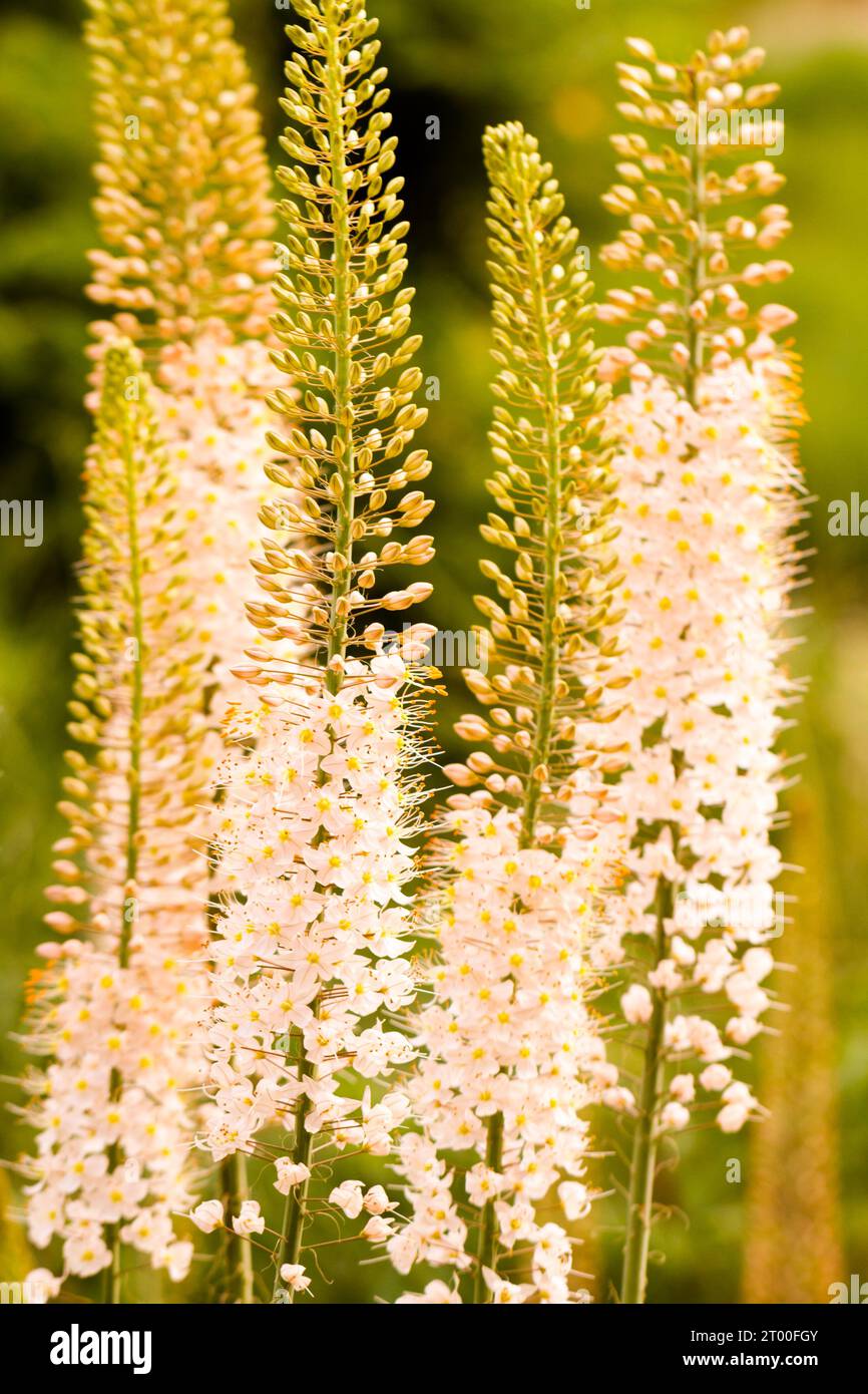 Foxtail wild flower hi-res stock photography and images - Alamy