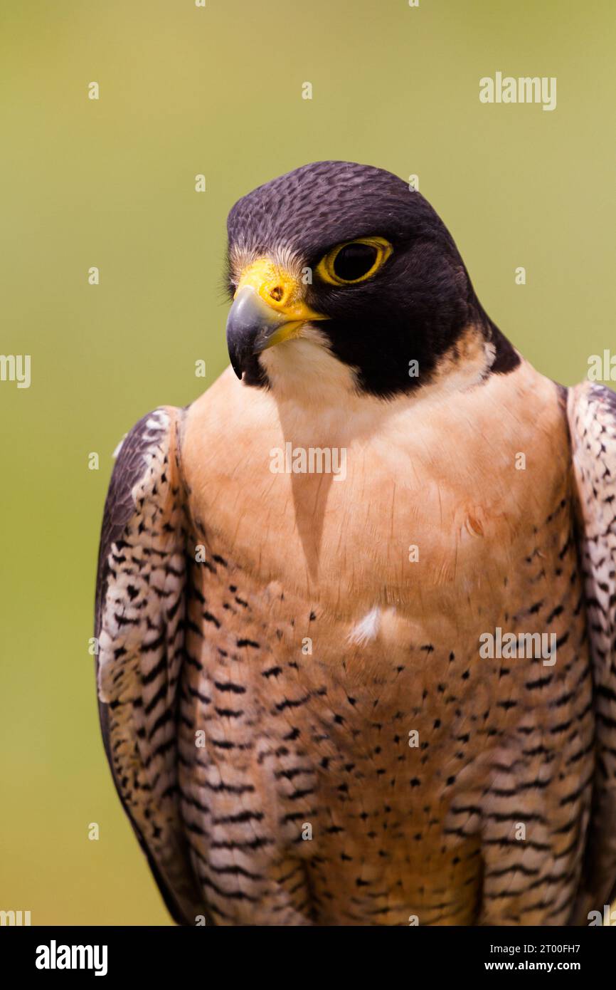 Gray falcon hi-res stock photography and images - Alamy