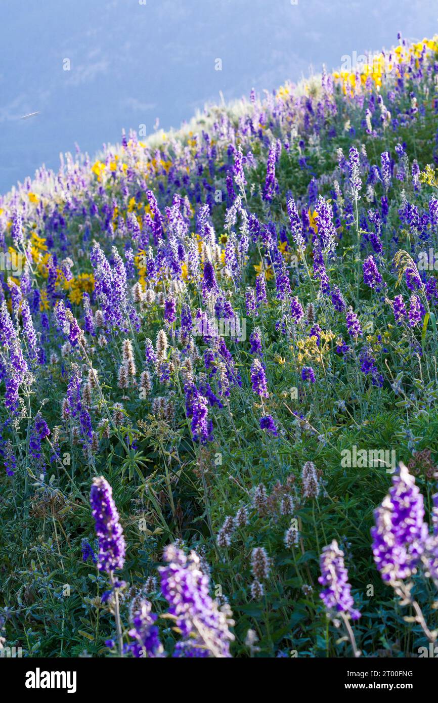 Wildflower native to western north america hi-res stock photography and ...