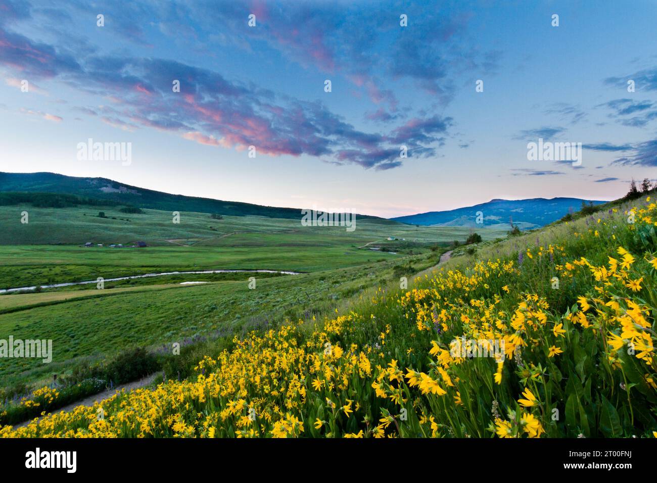 Aspen wildflowers hi-res stock photography and images - Alamy