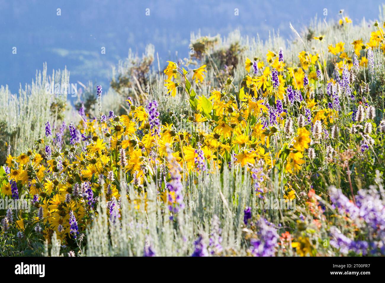Nature and wildflowers hi-res stock photography and images - Alamy