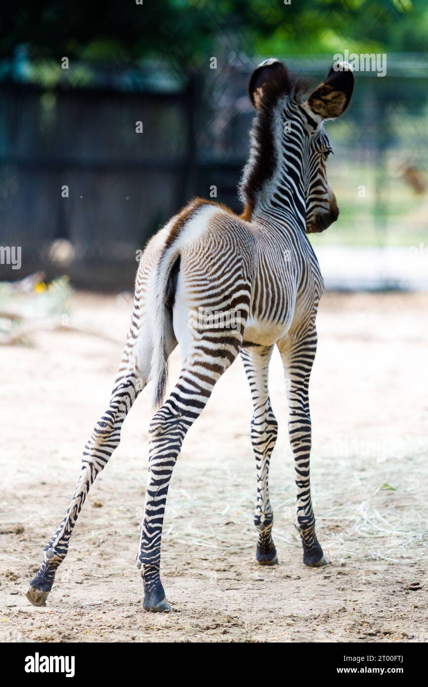 Zebra calf hi-res stock photography and images - Alamy