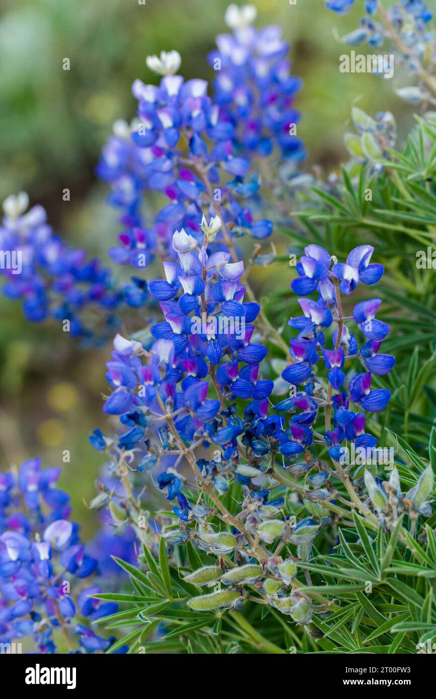 U s native wildflowers hi-res stock photography and images - Alamy