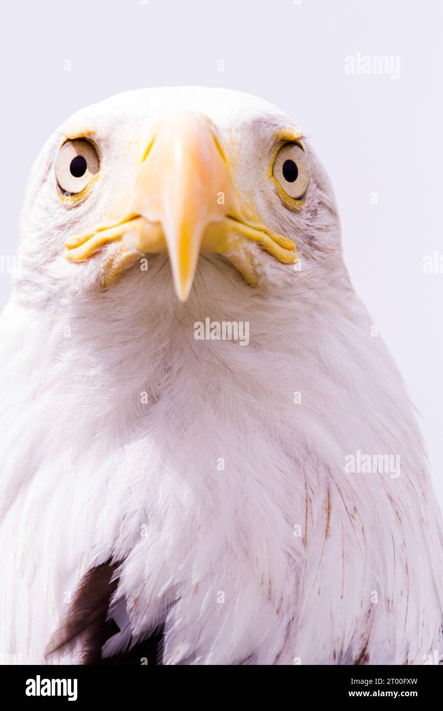 Bald eagle eyes hi-res stock photography and images - Alamy