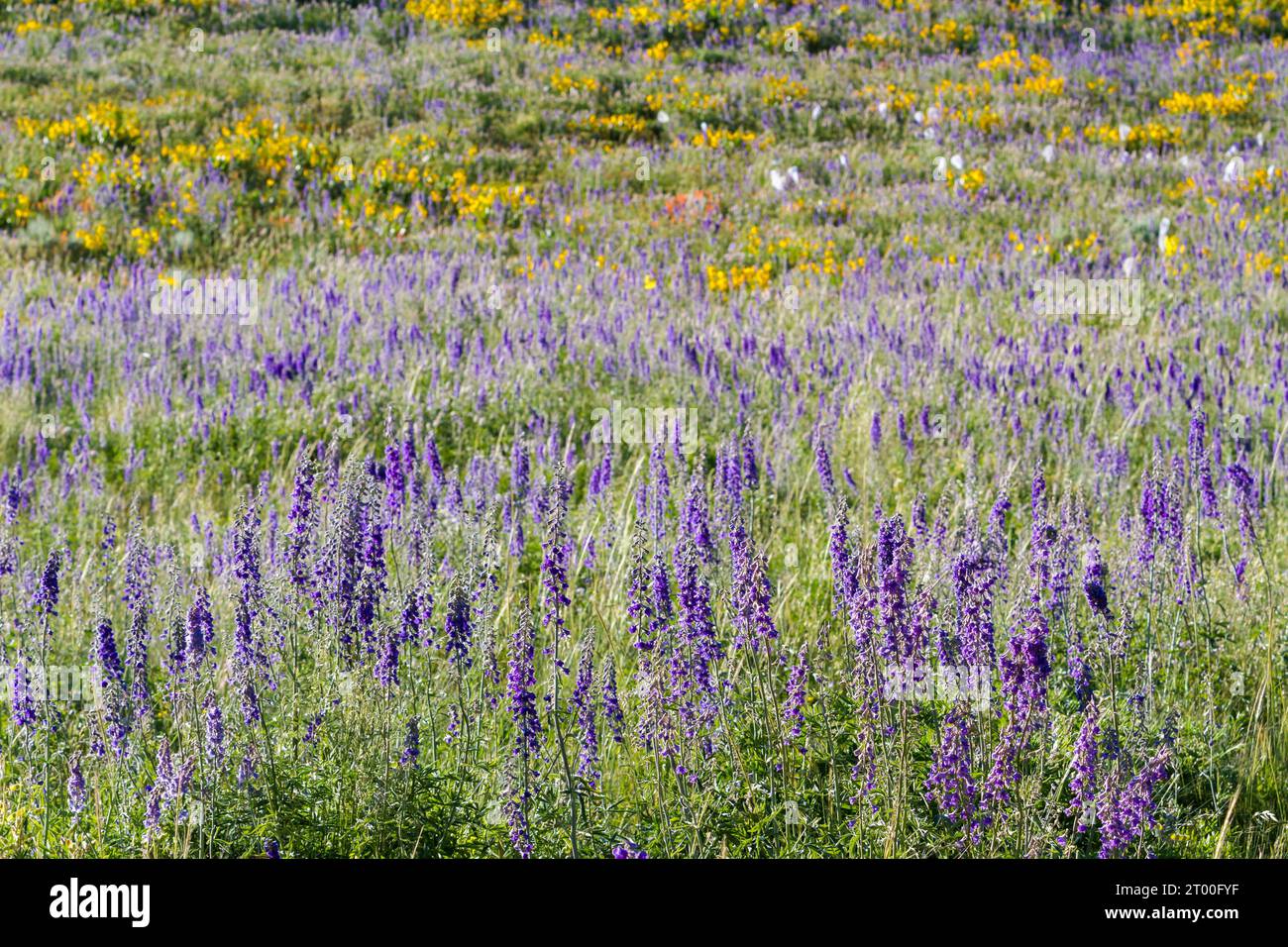 Native perennial wildflowers hi-res stock photography and images - Alamy