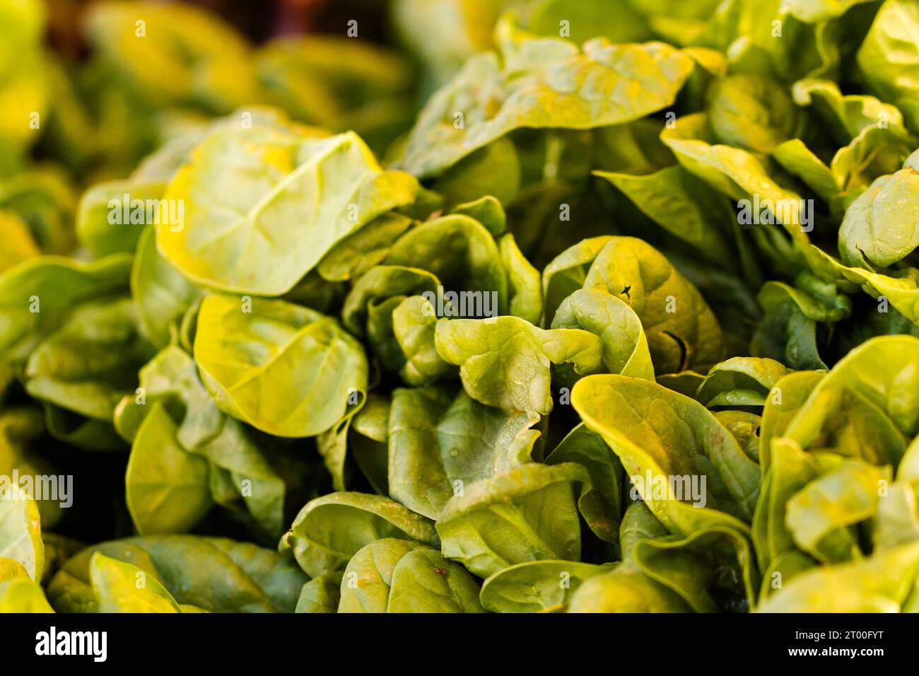 Fresh produce local market hi-res stock photography and images - Alamy