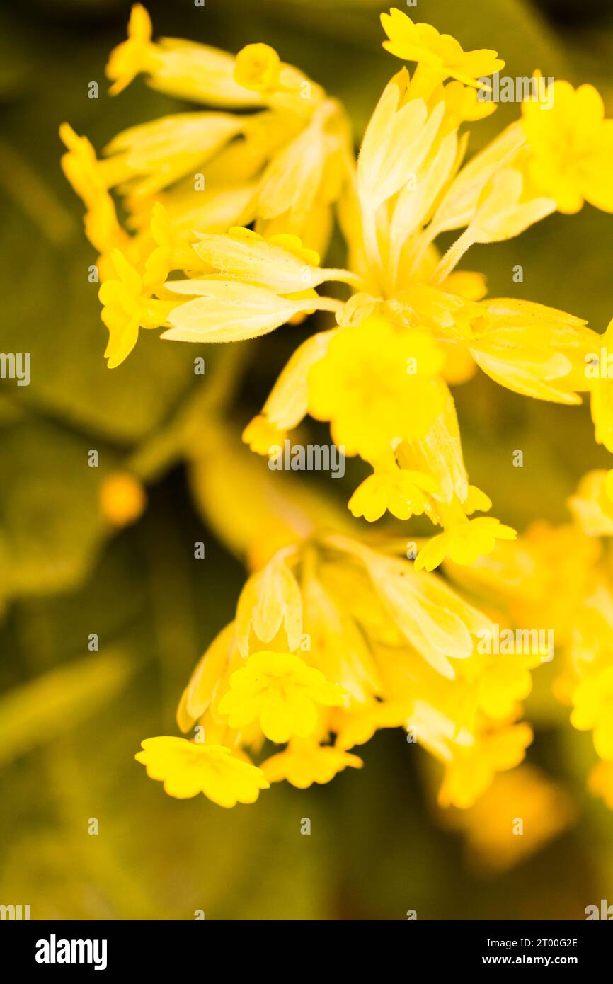 Green and bloom hi-res stock photography and images - Alamy