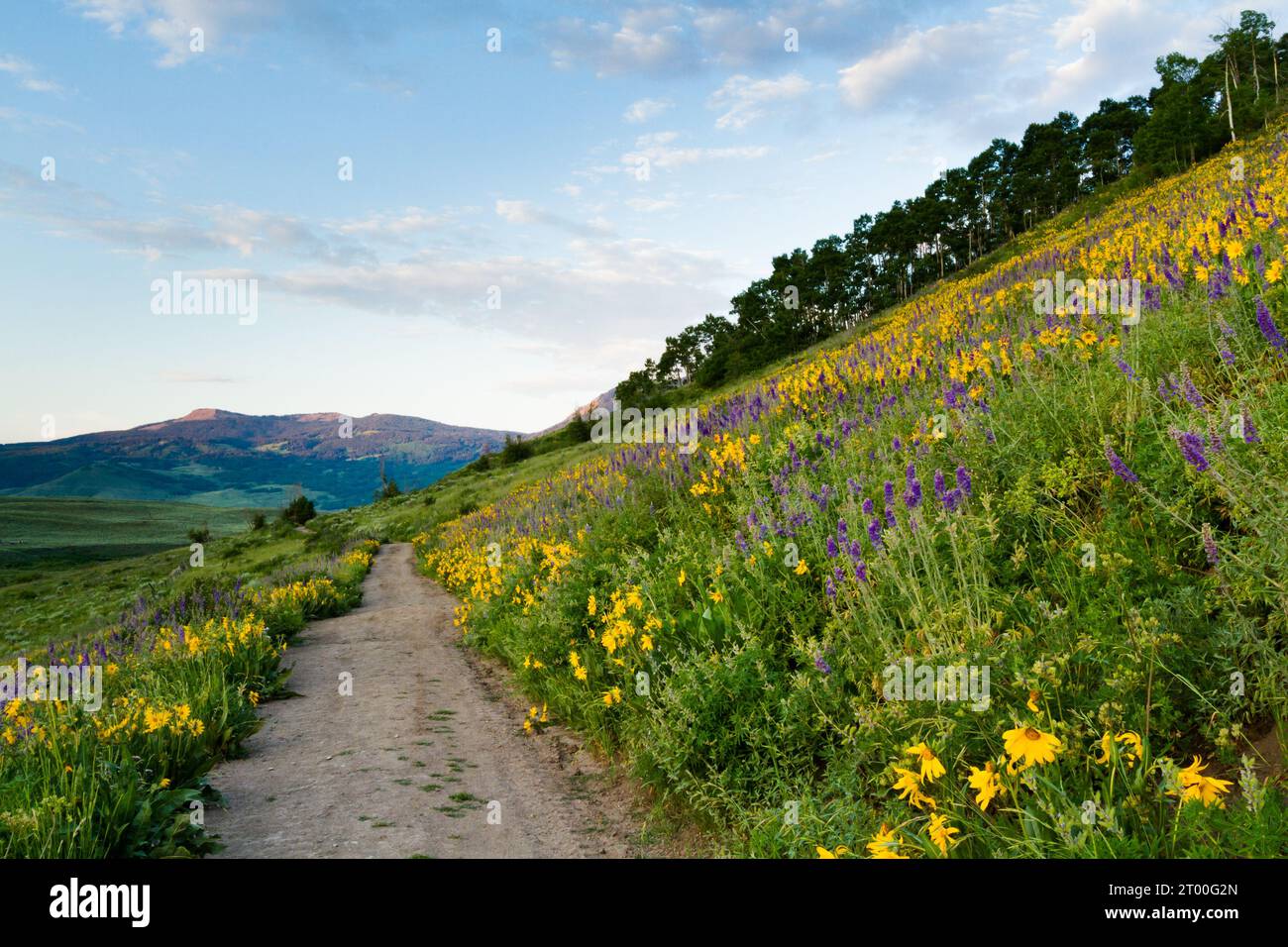 U s native wildflowers hi-res stock photography and images - Alamy