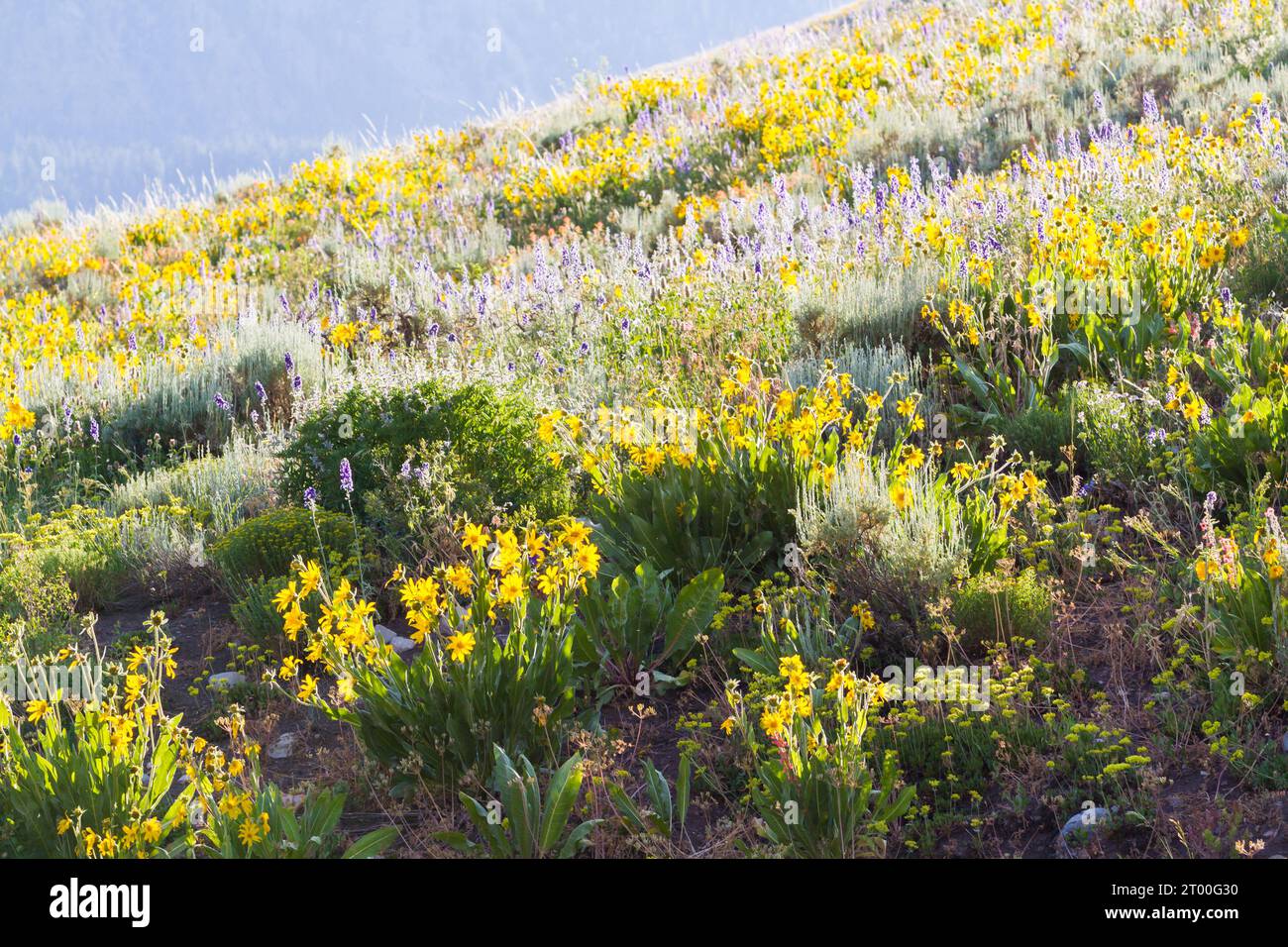 Wildflowers of western north america hi-res stock photography and ...