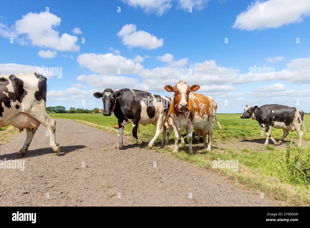 Row of cows pass a path in a meadow under a blue sky, herd one after ...