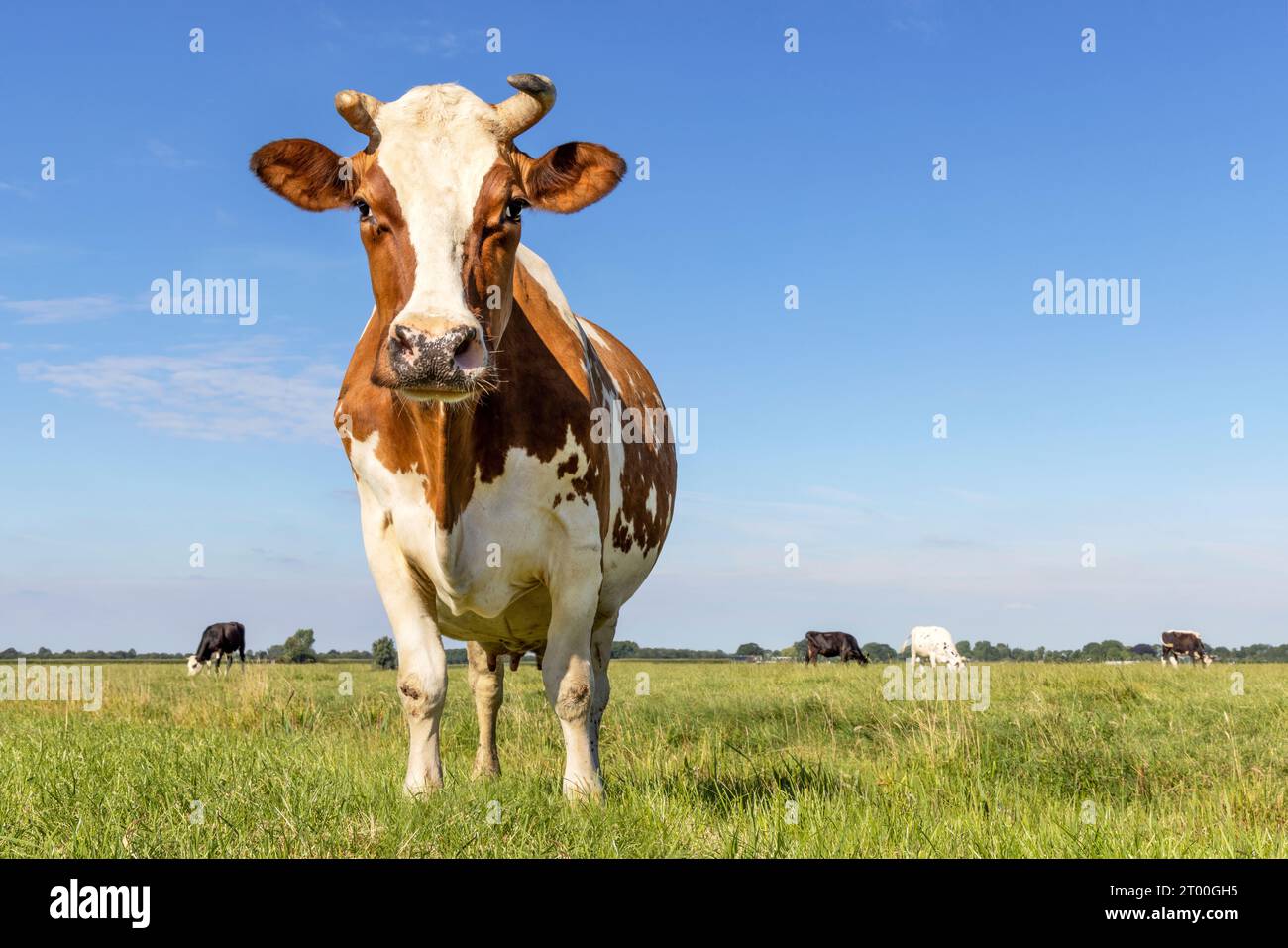 Horned cow standing full length in front view and copy space, milk ...