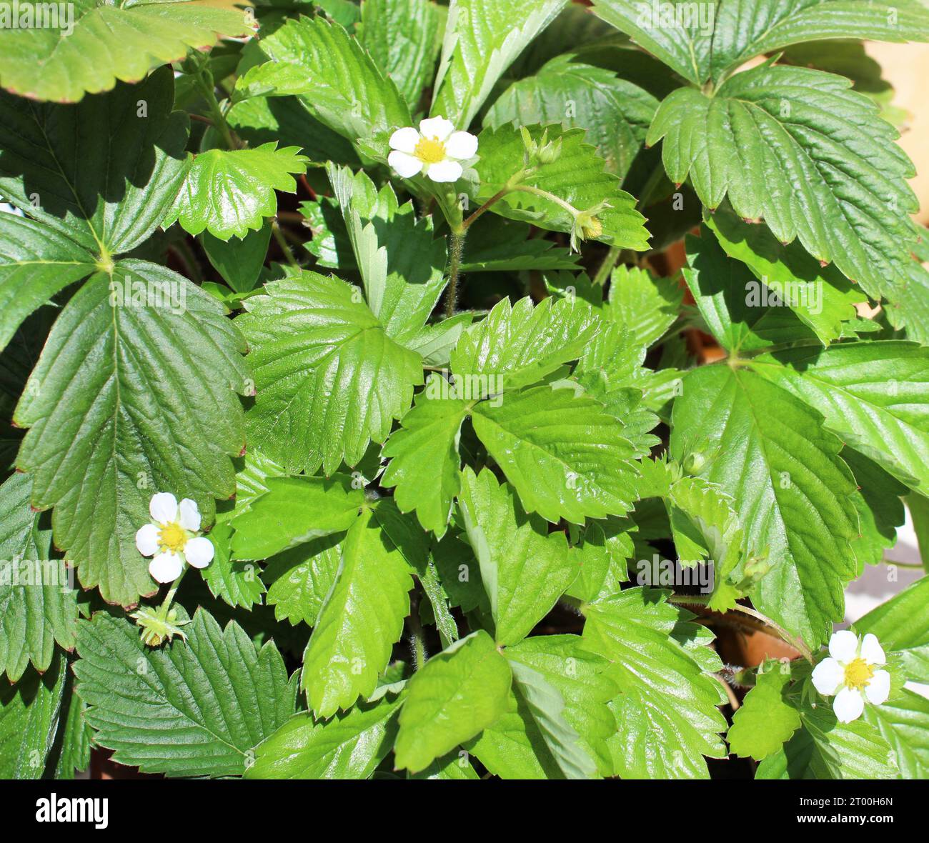 Terracotta strawberry pot hi-res stock photography and images - Alamy