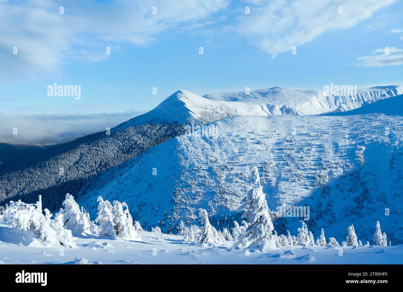Two Large Trees Snow Mountains