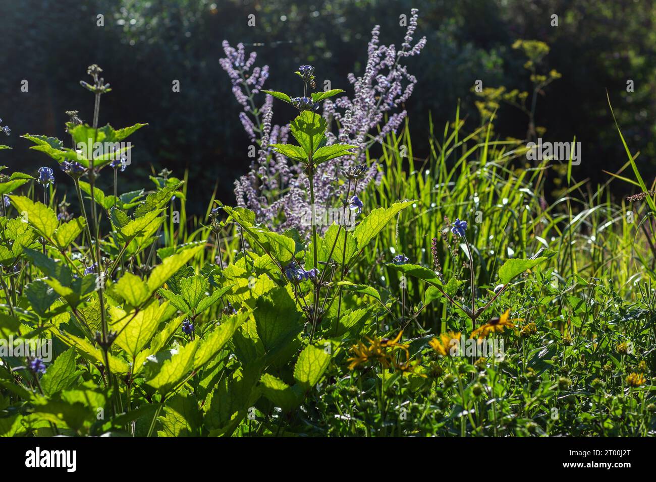 Alexandra Daisy Ginsbergs Pollinator Pathmaker garden in London ...