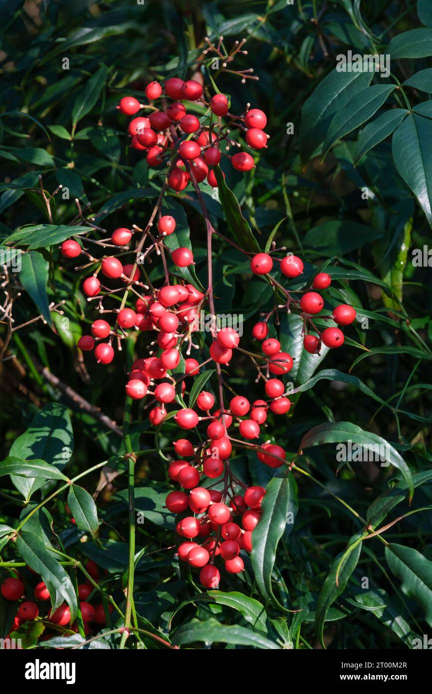 Nandina domestica, nandina, heavenly bamboo, sacred bamboo, evergreen ...