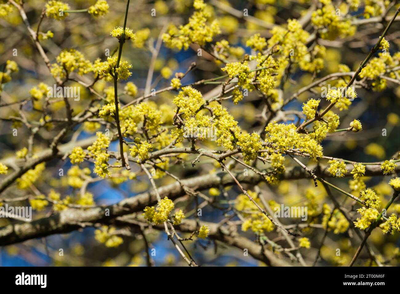 Cornus mas, Cornelian cherry, cornel, edible dogwood, sorbet, Cornus ...