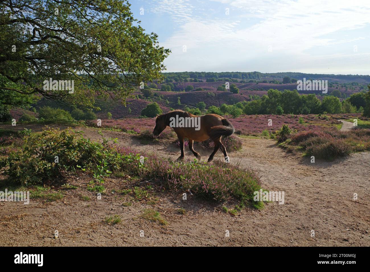 A brown horse walks along the path and waves its tail. The area ...