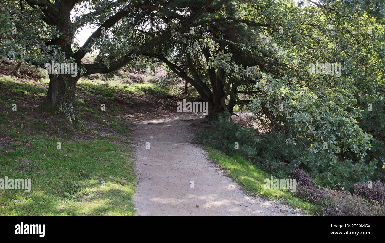 The walking path makes a bend. On the left an oak tree provides shade ...