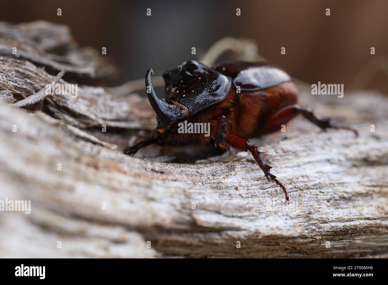 European rhinoceros beetle in nature. Live insect in the garden Stock ...
