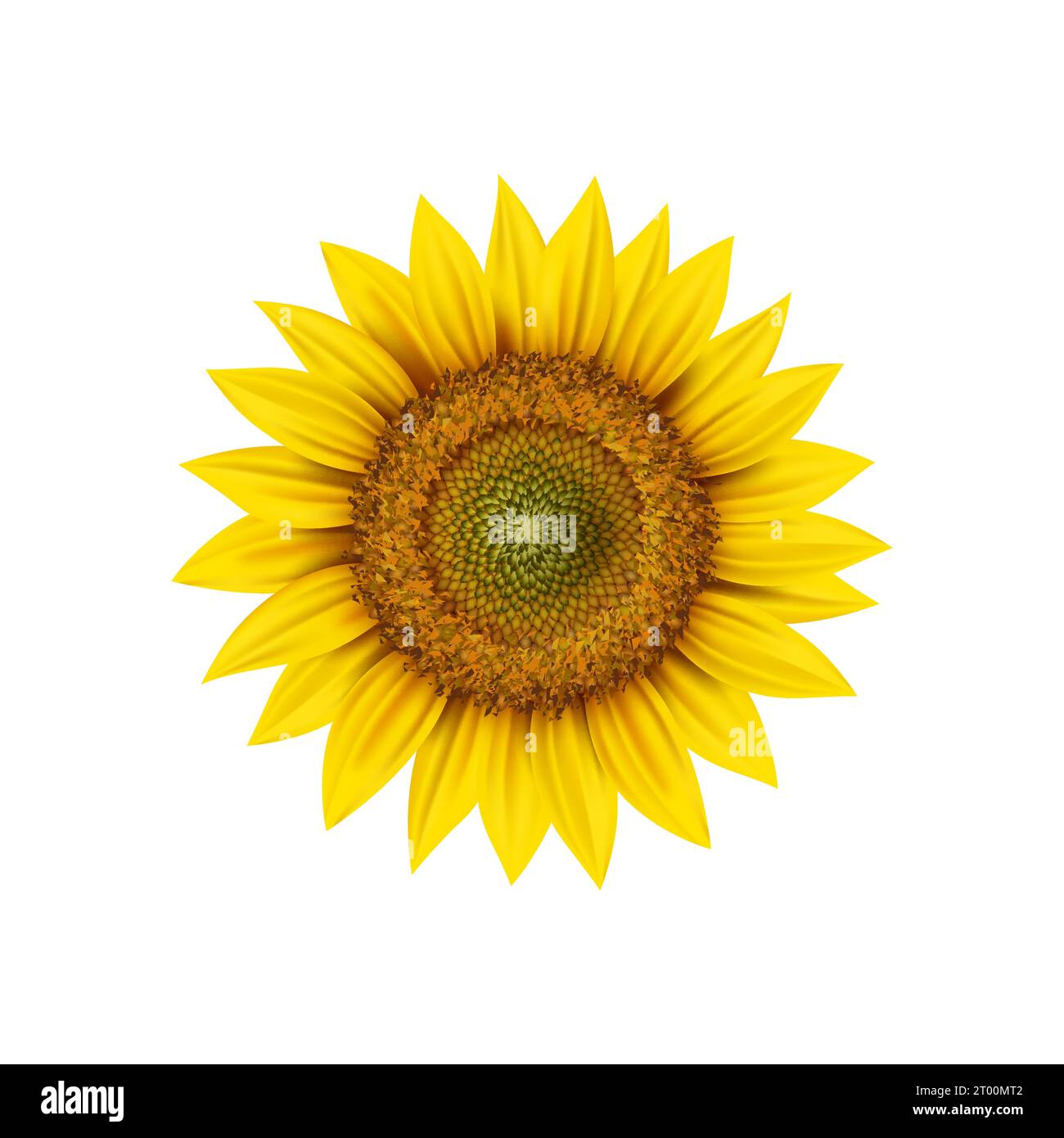 Helianthi Stock Vector Images - Alamy