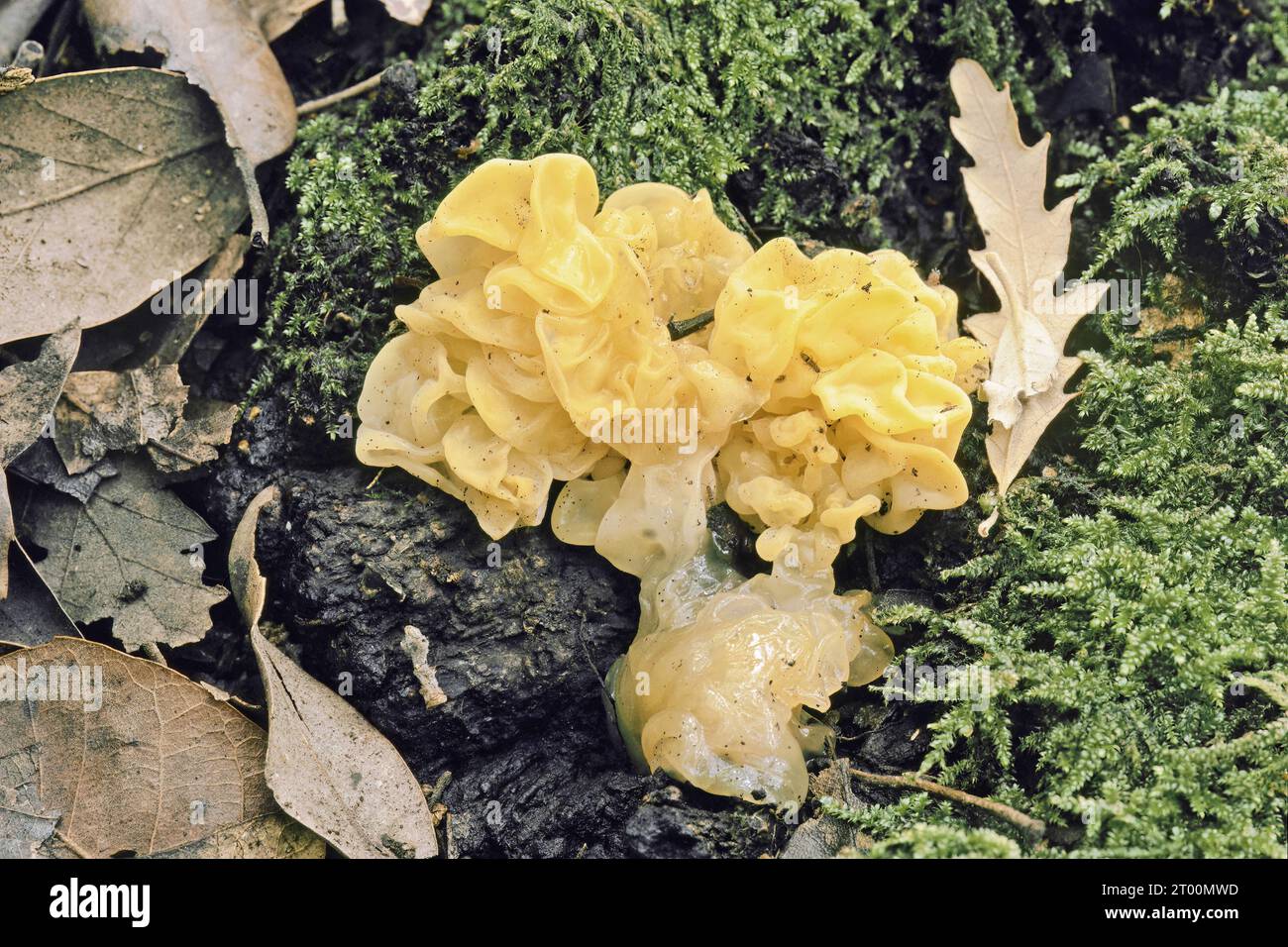 Naemateliaceae hi-res stock photography and images - Alamy
