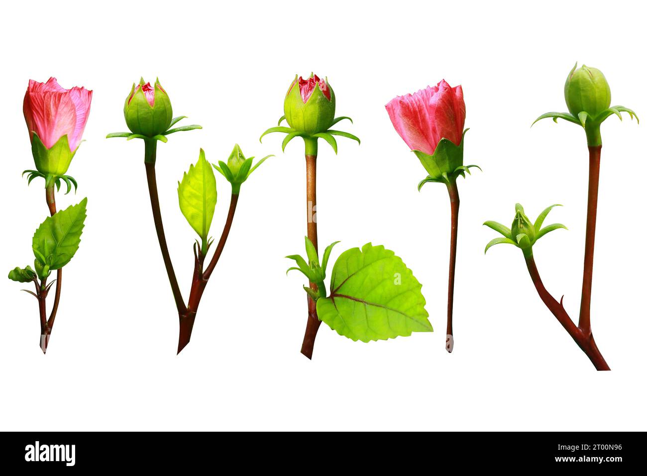 Collection of five different types of beautiful Shoeblackplant and buds ...