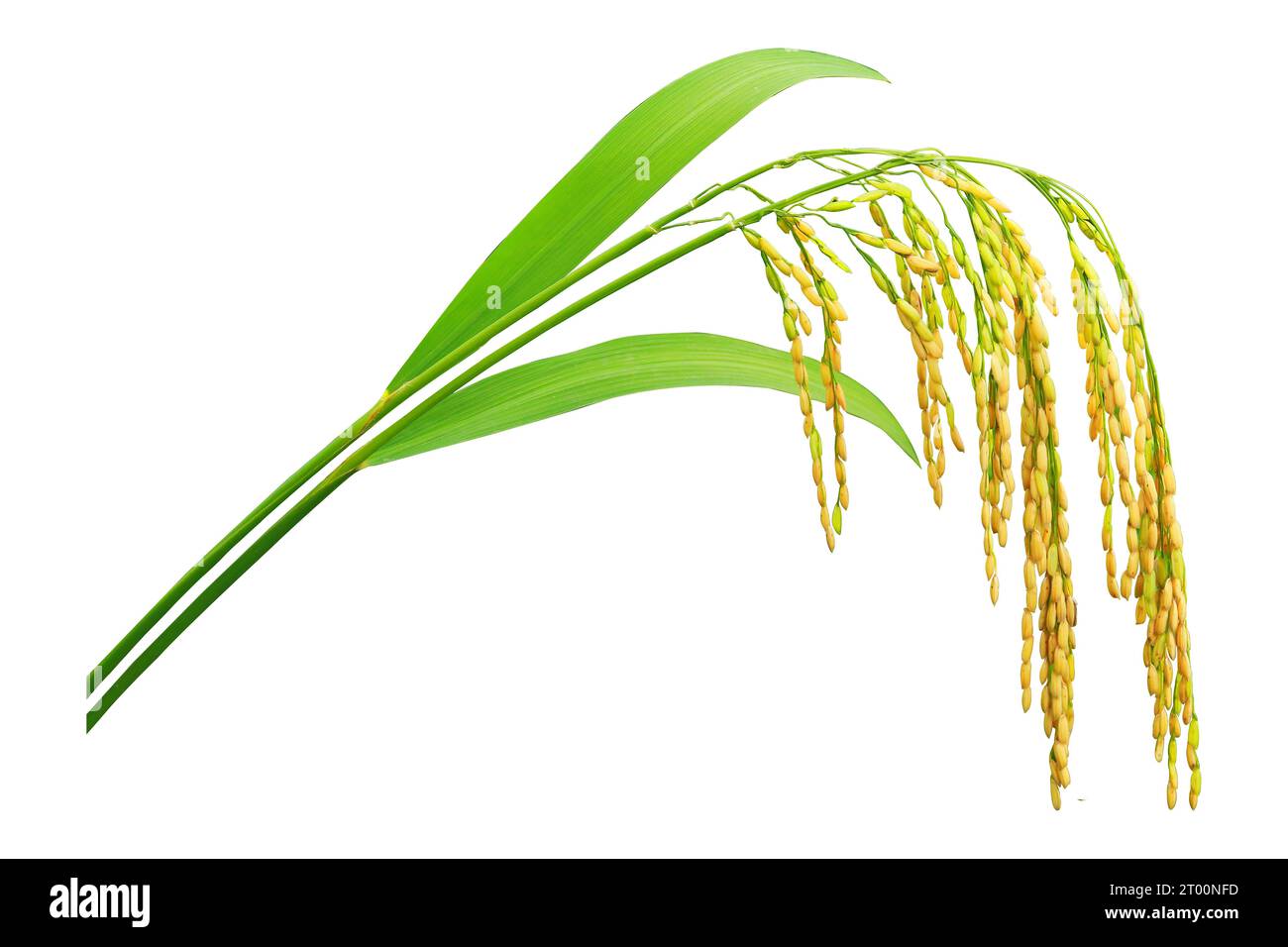 Paddy rice with a green blade, Ears of paddy rice isolated on a white ...