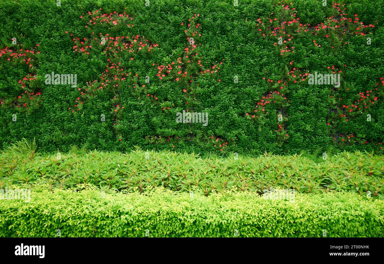 Beautiful garden flowers green grass wall Stock Photo - Alamy