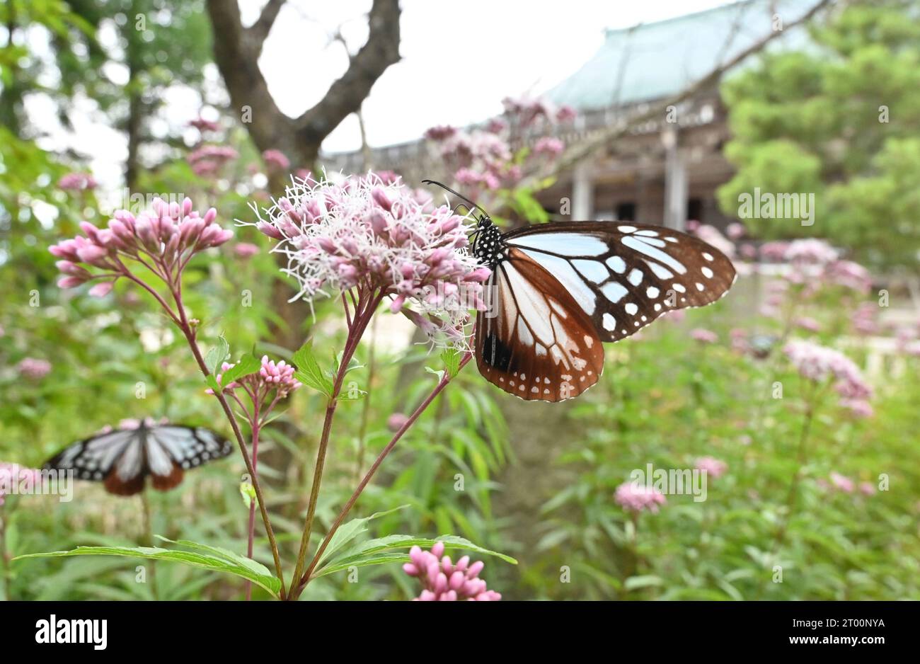 Parantica sita (chestnut tiger) gather around Eupatorium japonicum ...