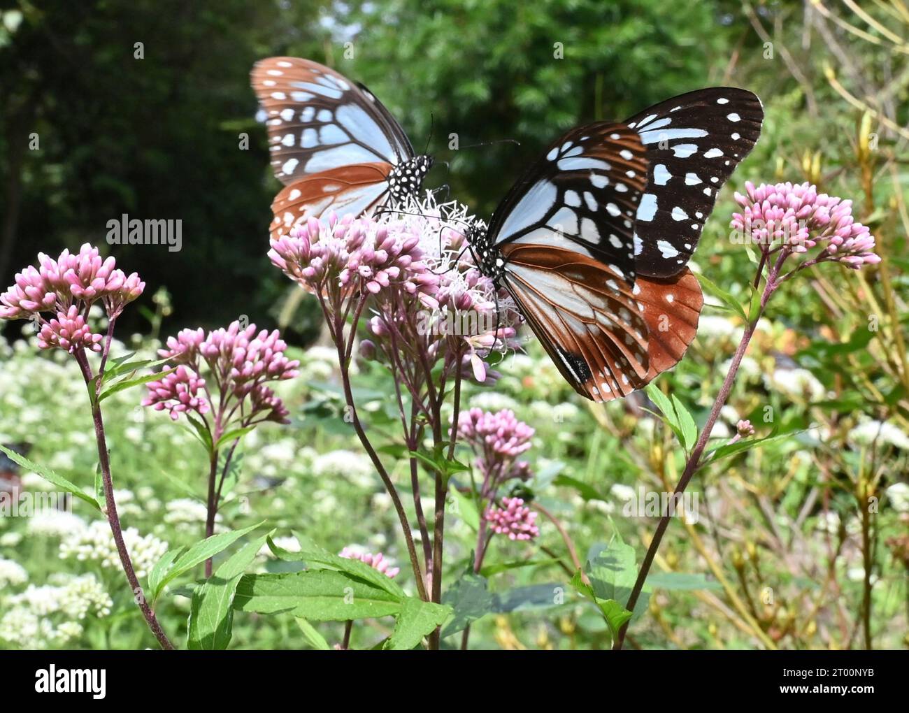 Parantica sita (chestnut tiger) gather around Eupatorium japonicum ...