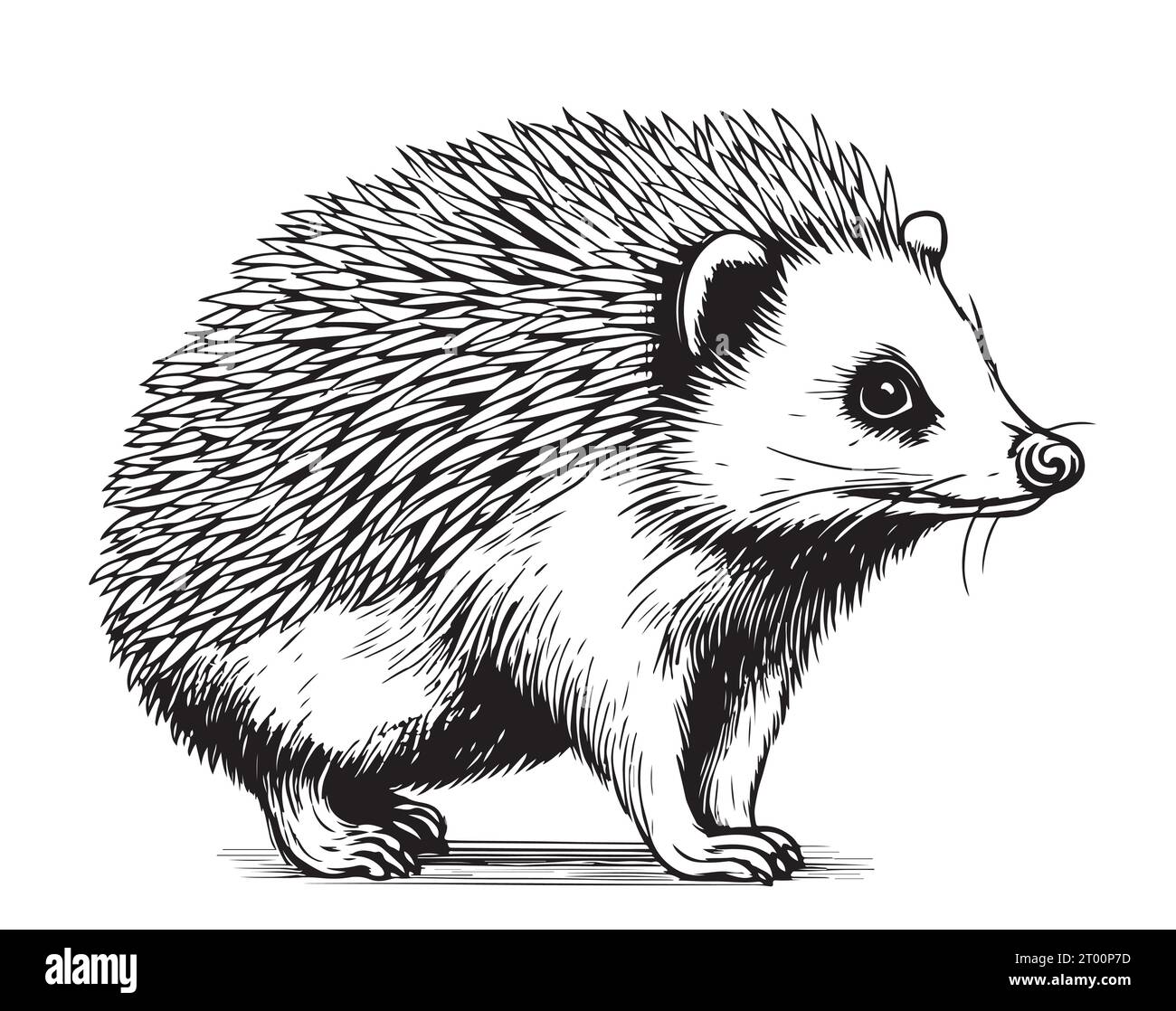Hedgehog animal sketch drawn in hand graphic style Vector Stock Vector ...