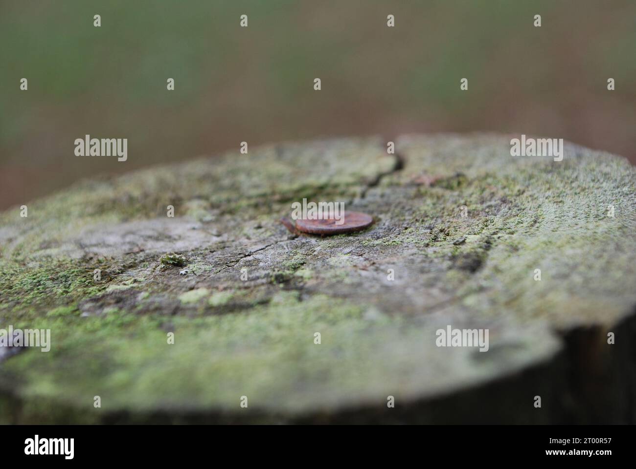 Log texture hi-res stock photography and images - Alamy