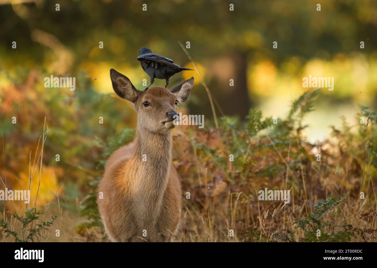 Crow on a deer MIDDLESEX ENDEARING images show a crow using the head of ...