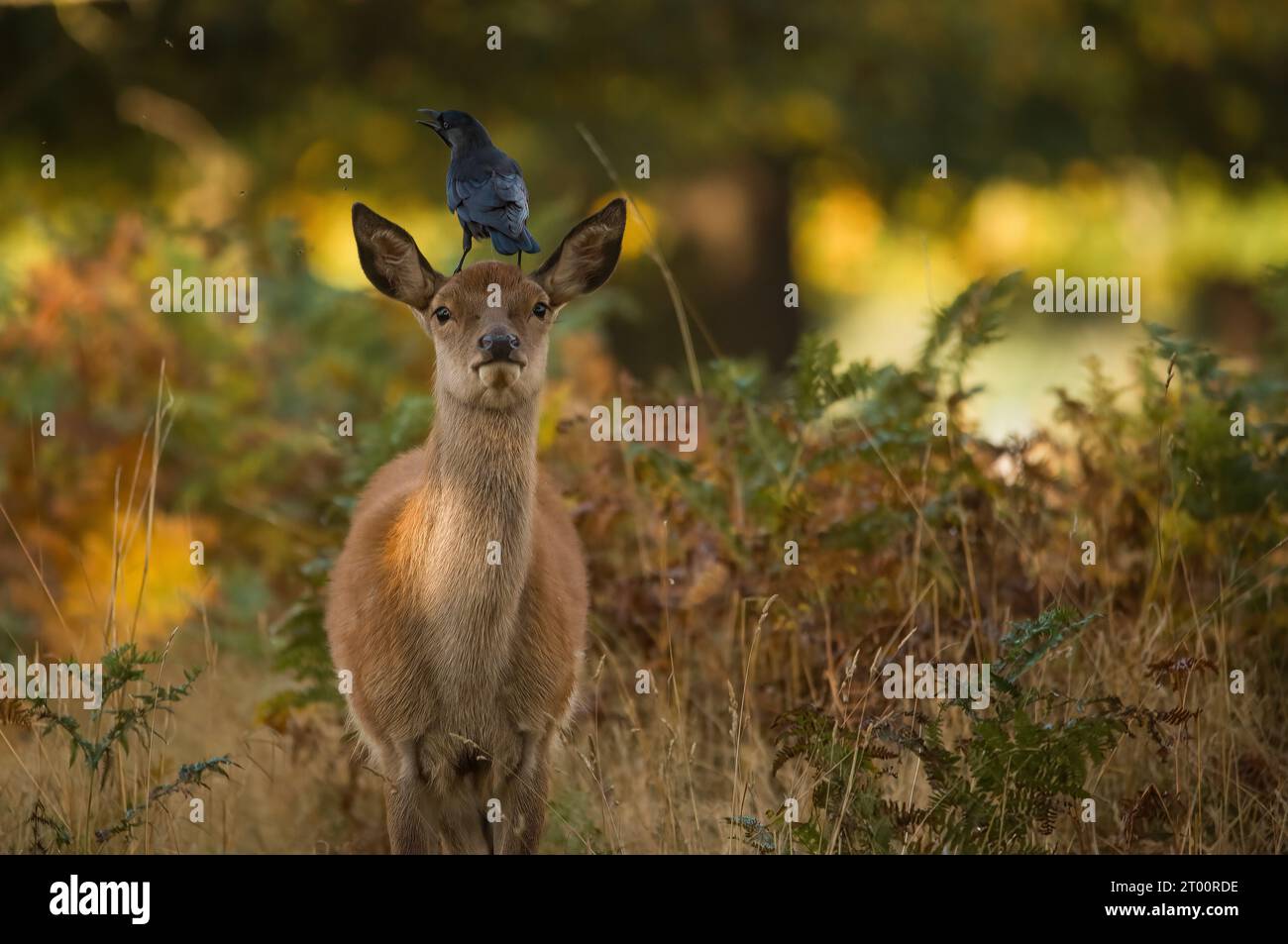Deer and a crow in a park MIDDLESEX ENDEARING images show a crow using ...