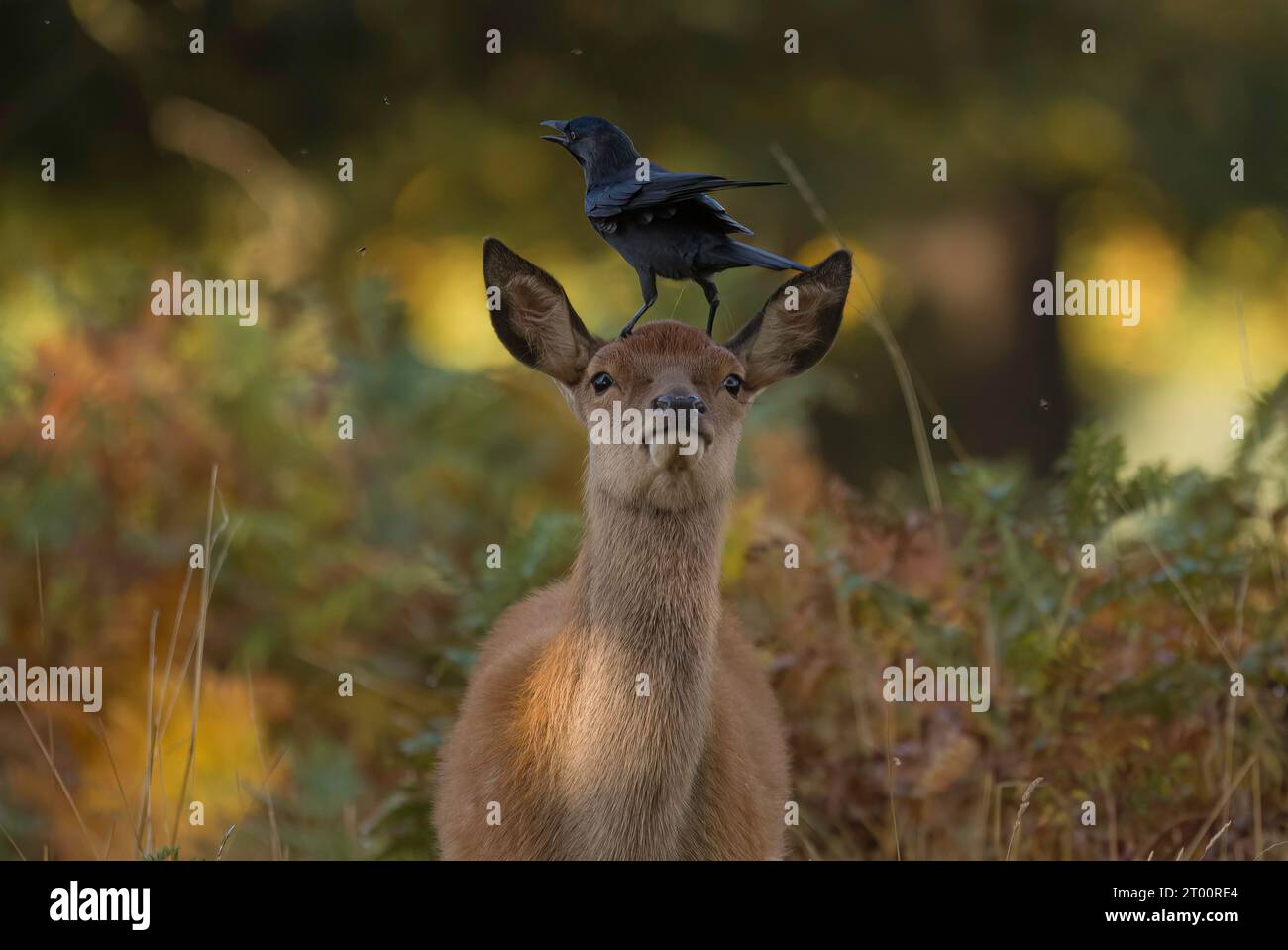 Crow and a deer MIDDLESEX ENDEARING images show a crow using the head ...