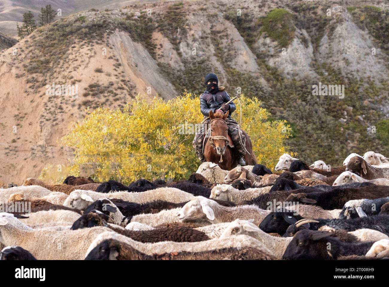 Shepherd rides a horse leading a flock of sheep in Kyrgyzstan Stock ...