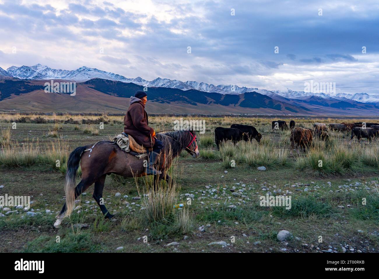 Shepherds lead a herd of cows on the way to the village at sunset Stock ...